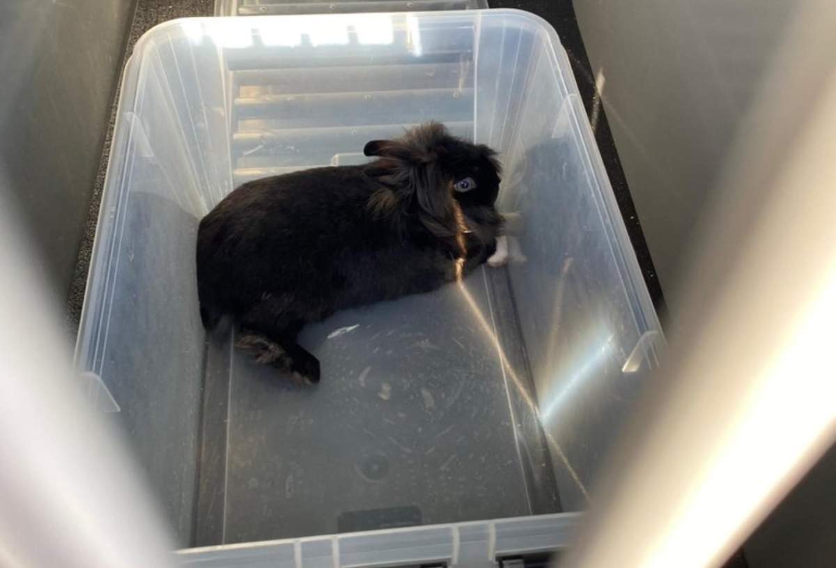 Muttenz BL: Wer vermisst diesen Zwerghasen?